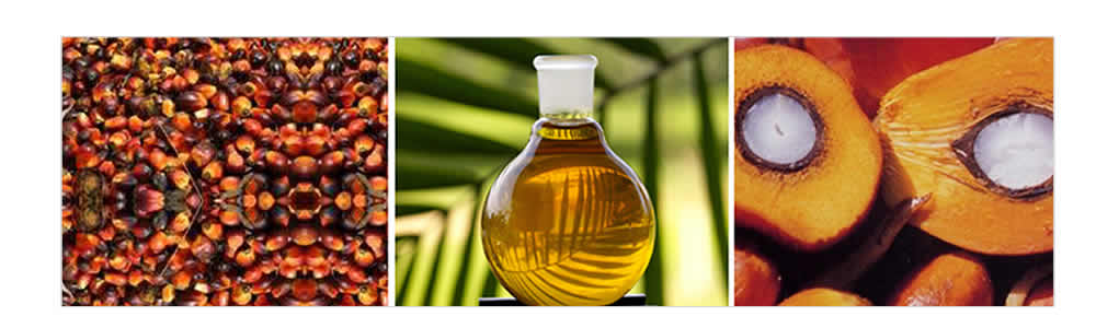 Golden Oil Industries Ltd